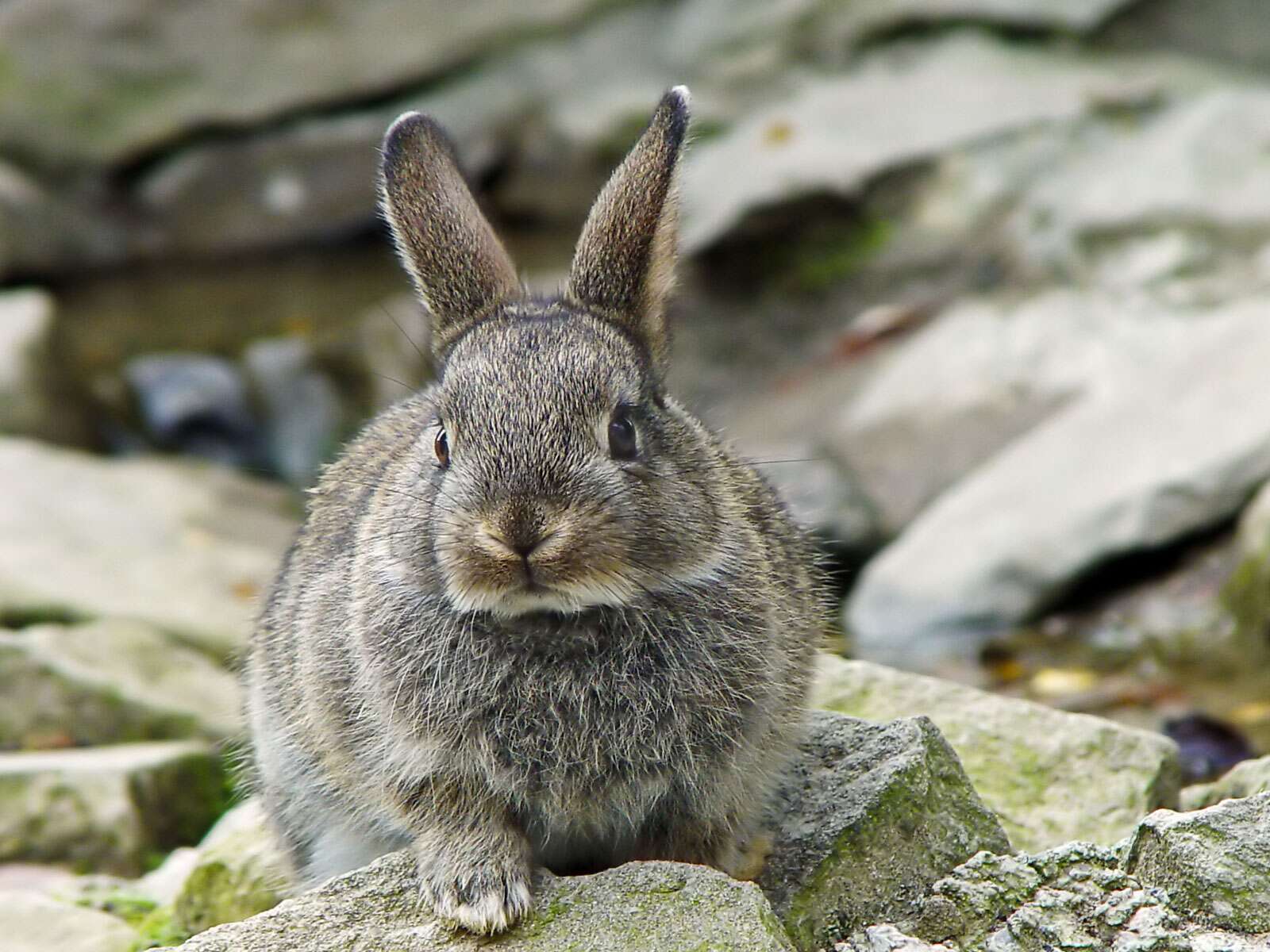 Lapin caché dans les rochers - Fond d'écran et images gratuites