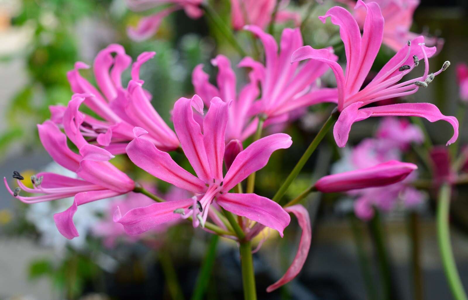 Définition | Nérine