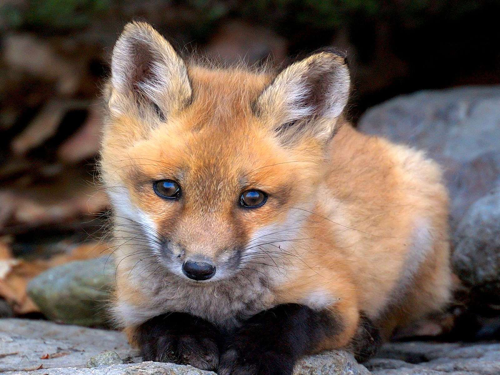 Fond D'illustration De Renard