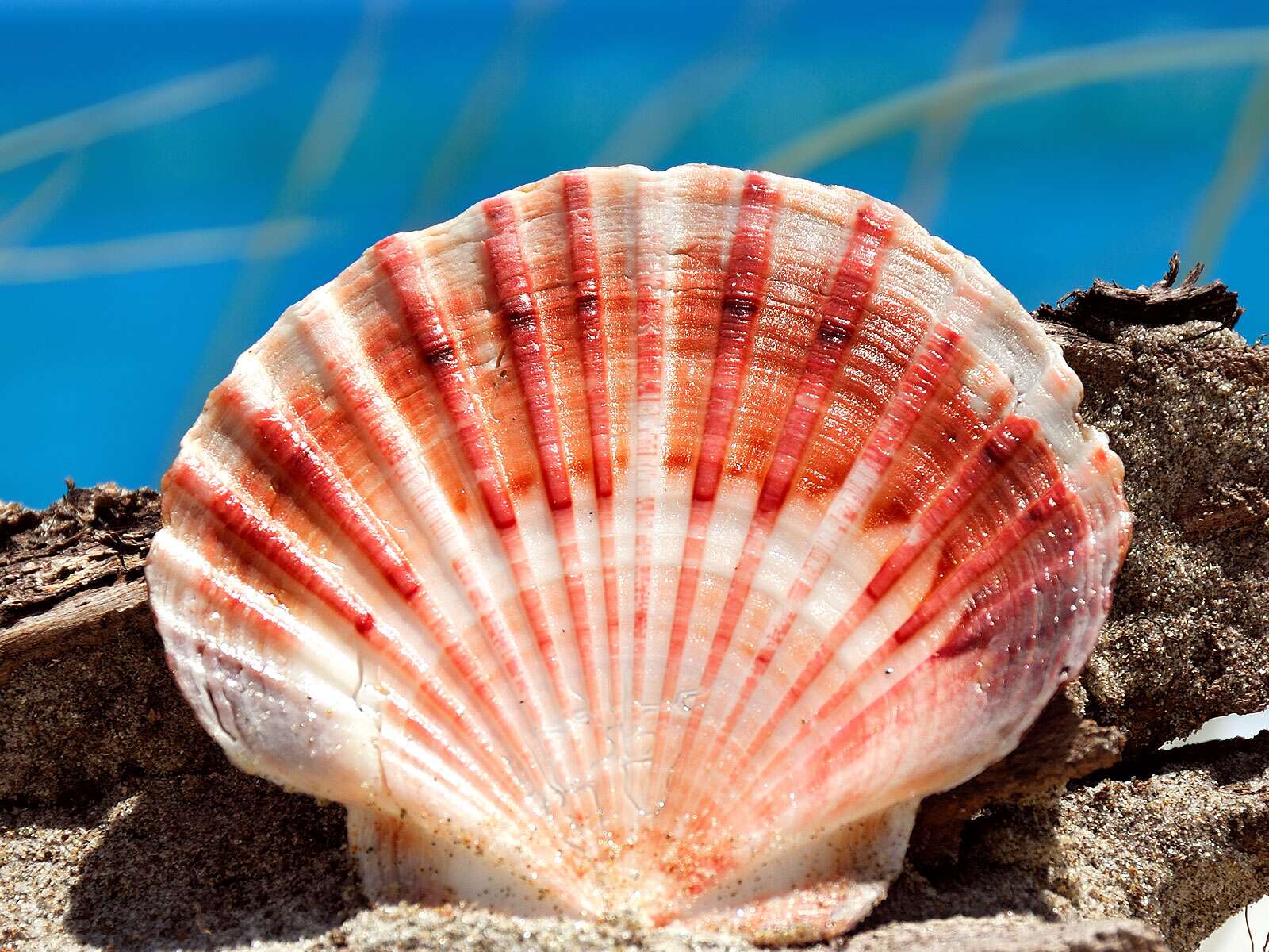 Coquille Saint-Jacques - Fond d'écran et images gratuites
