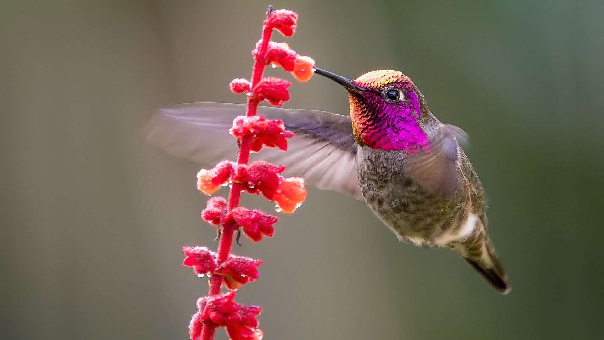 Colibri d'Anna - Photos Futura