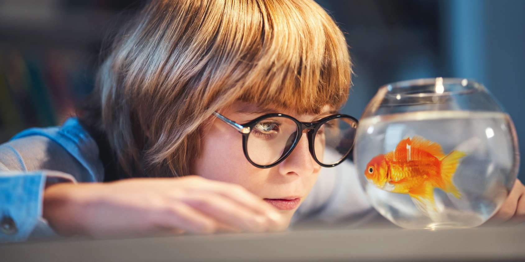 La mémoire des poissons rouges