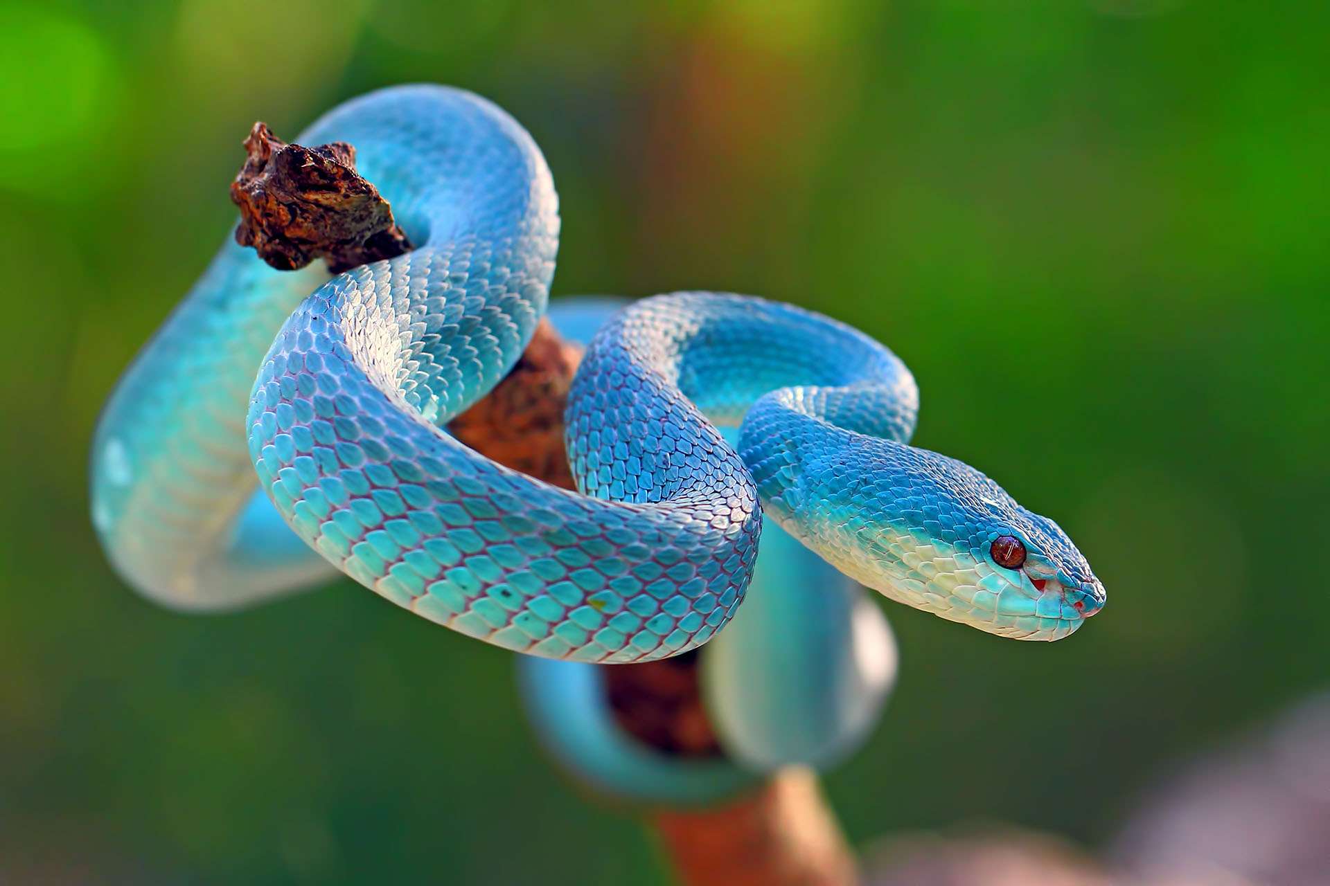 Trimeresurus insularis, une petite vipère bleue - Photos Futura