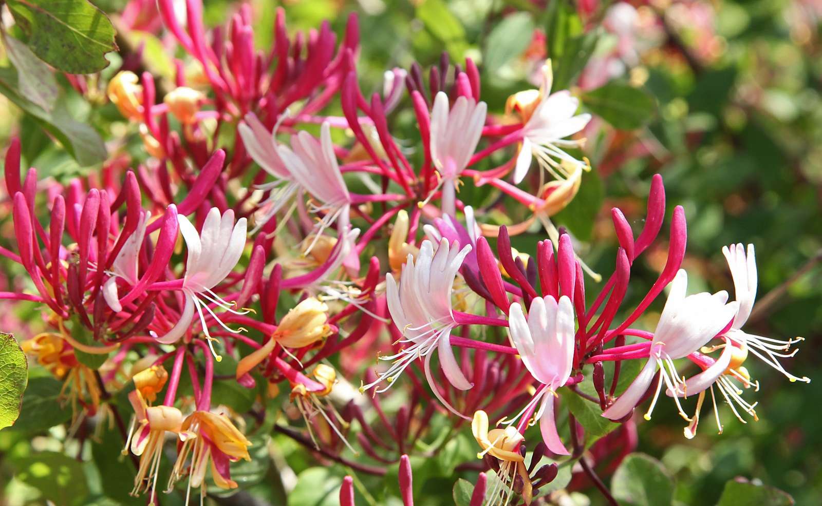 Définition | Chèvrefeuille