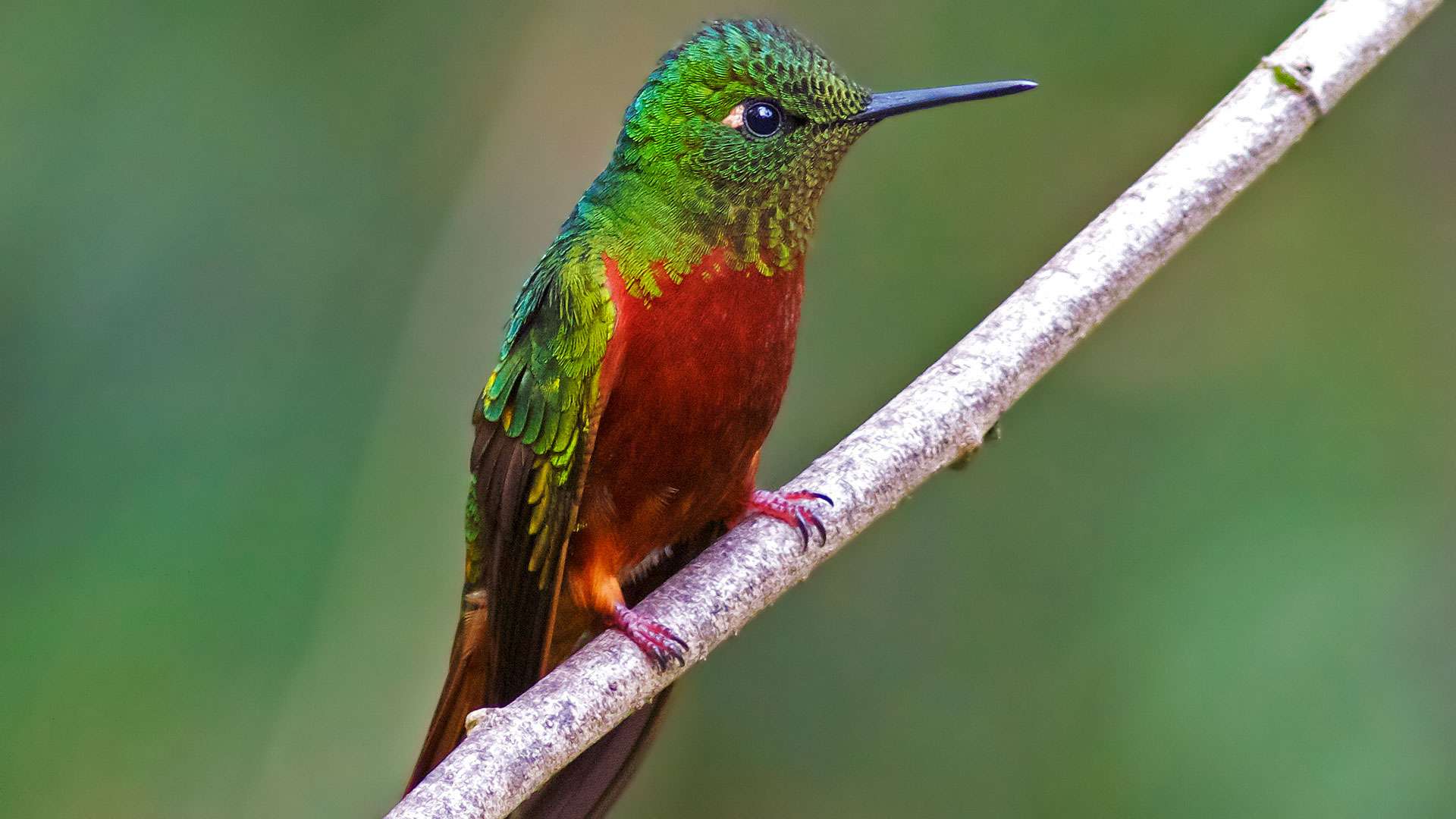 Colibri de Matthews - Photos Futura