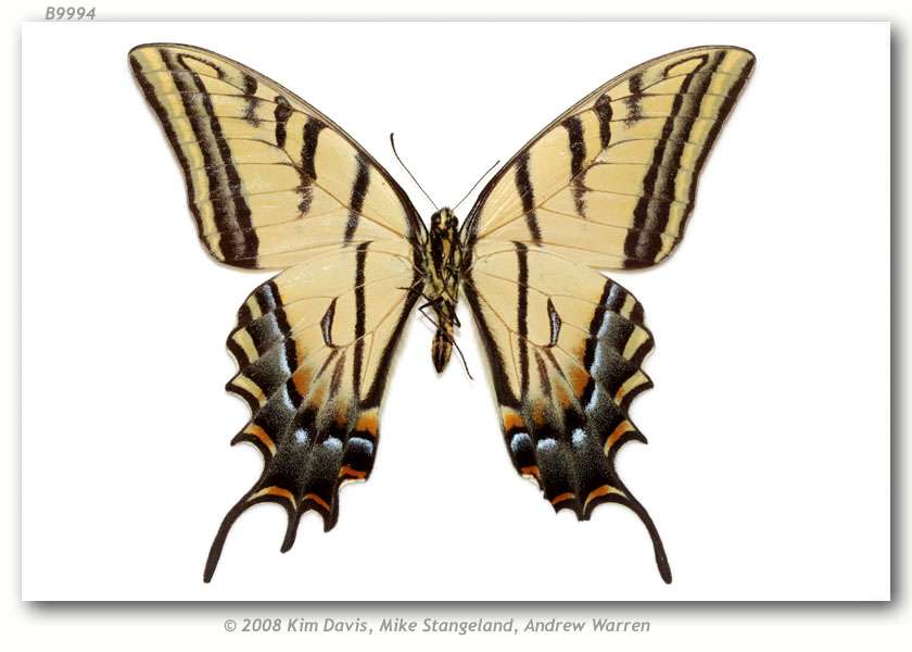 Définition | Holotype : Définition, Importance et Rôle en Taxonomie