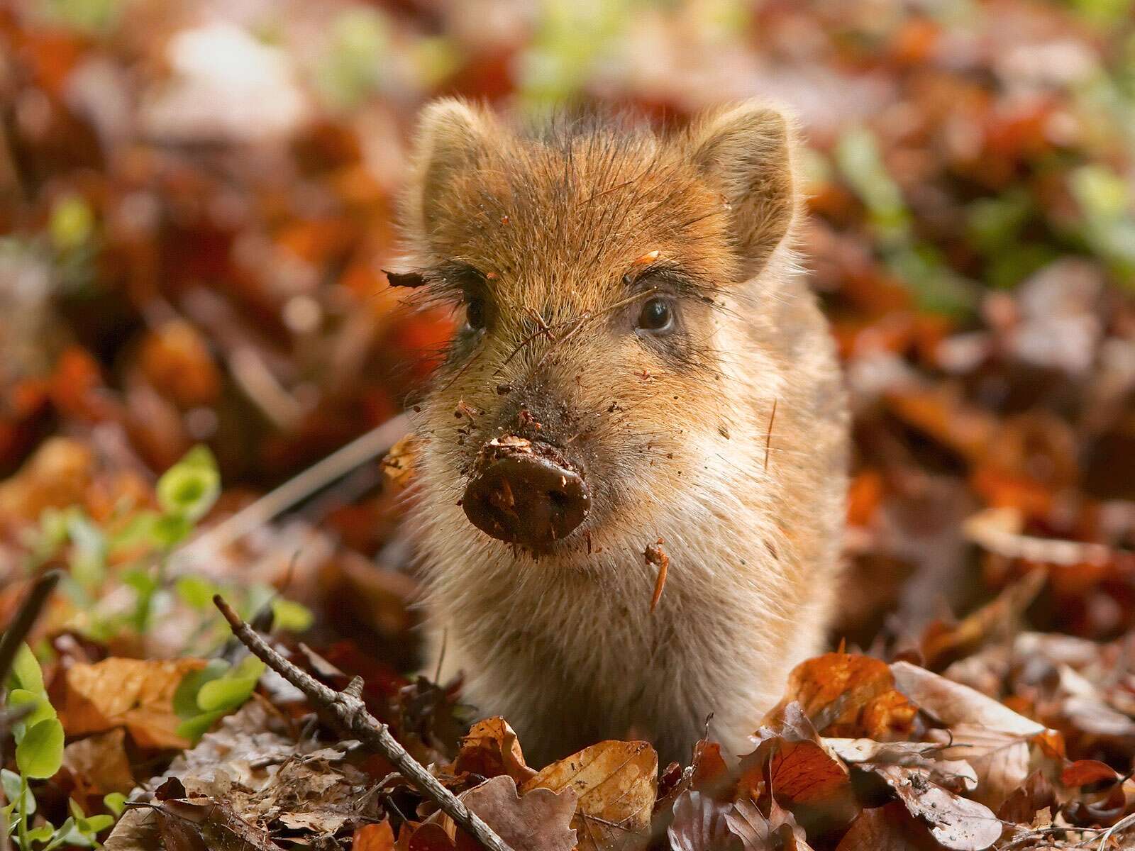 Marcassin - Sus scrofa - Fond d'écran et images gratuites