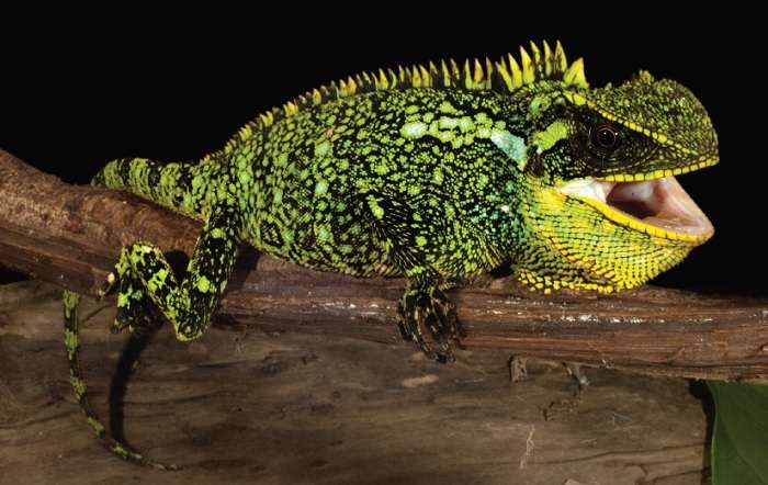 Trois petits dragons découverts dans les Andes