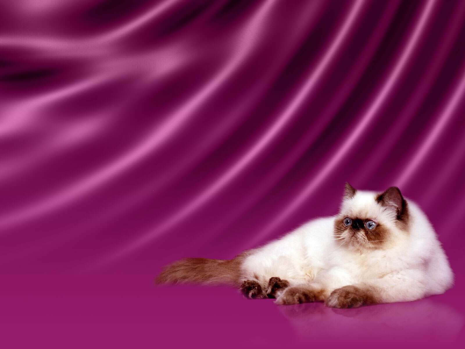 Chat himalayen - Fond d'écran et images gratuites