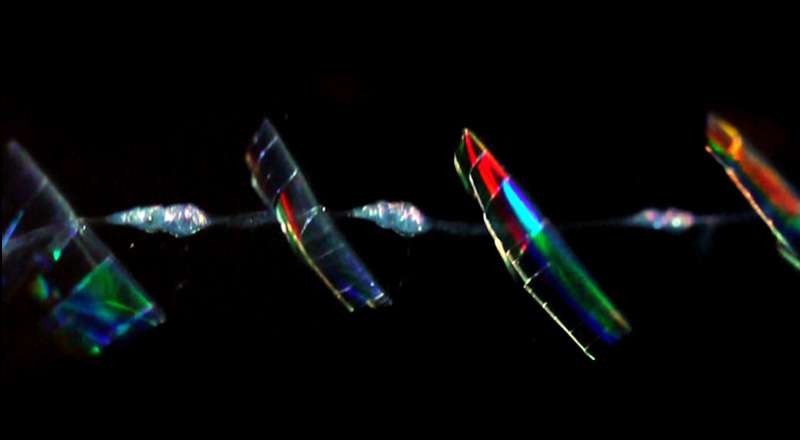 Les rangées de palettes, ou ctenes, chez les cténophores - Photos Futura