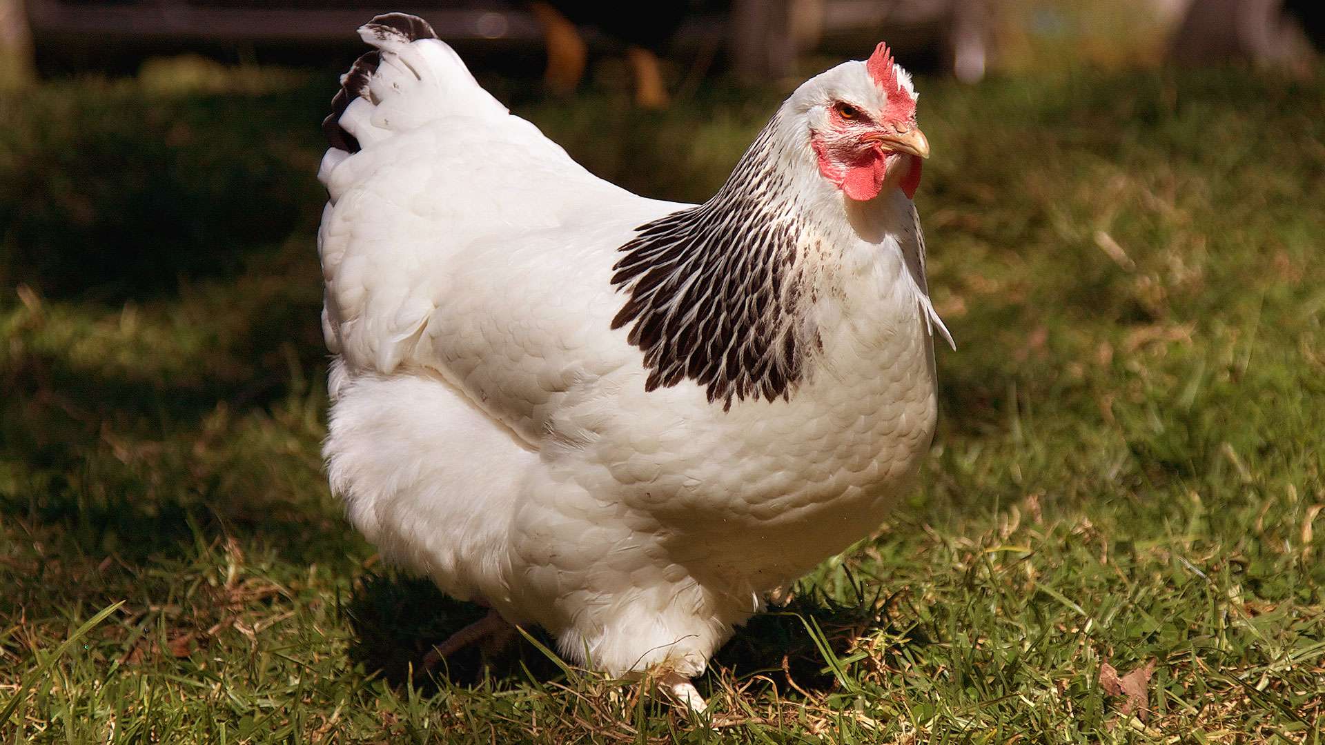 La sussex, une poule pondeuse d'Angleterre - Photos Futura