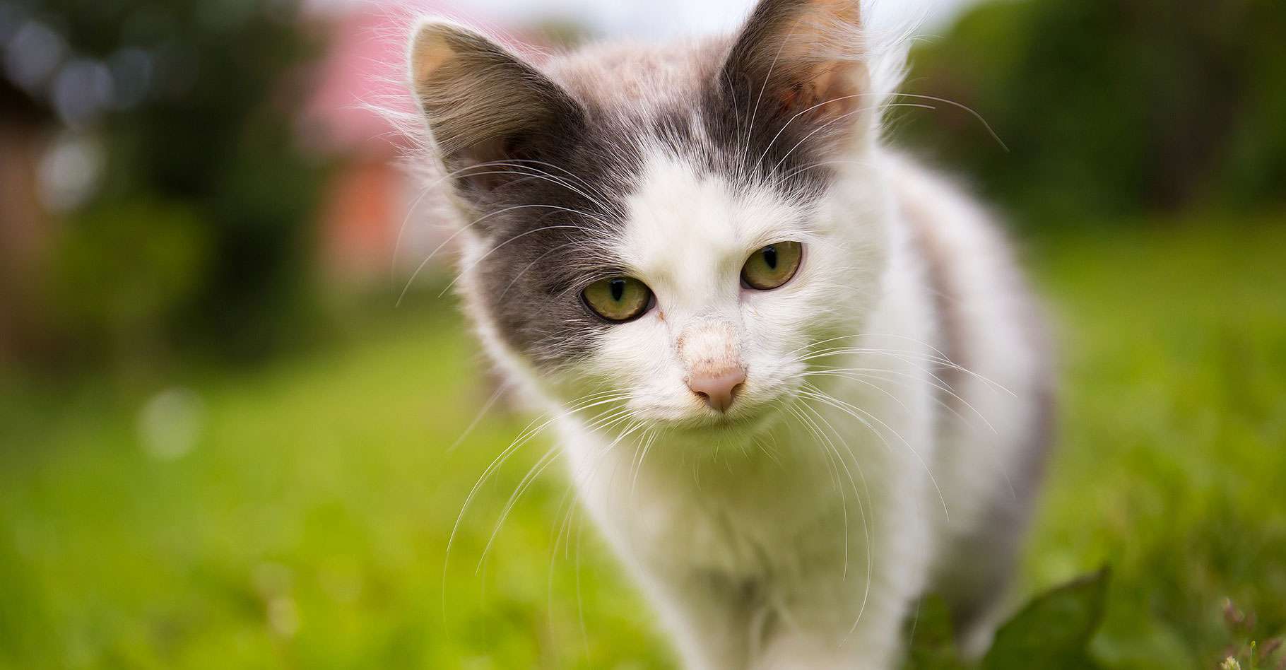 Qui est le chat ? | Dossier