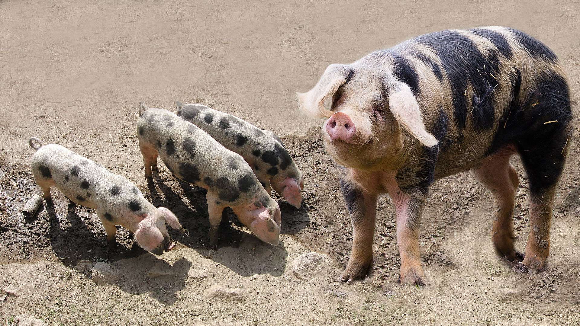 Le cochon de Bayeux - Photos Futura