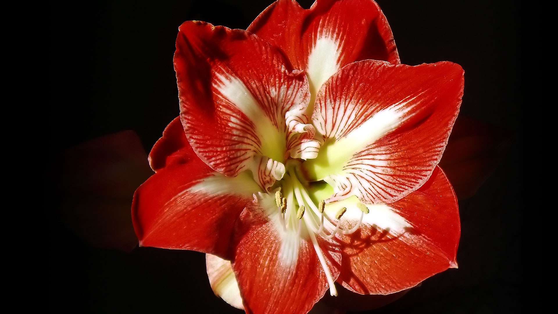 Fleur d'amaryllis rouge - Photos Futura