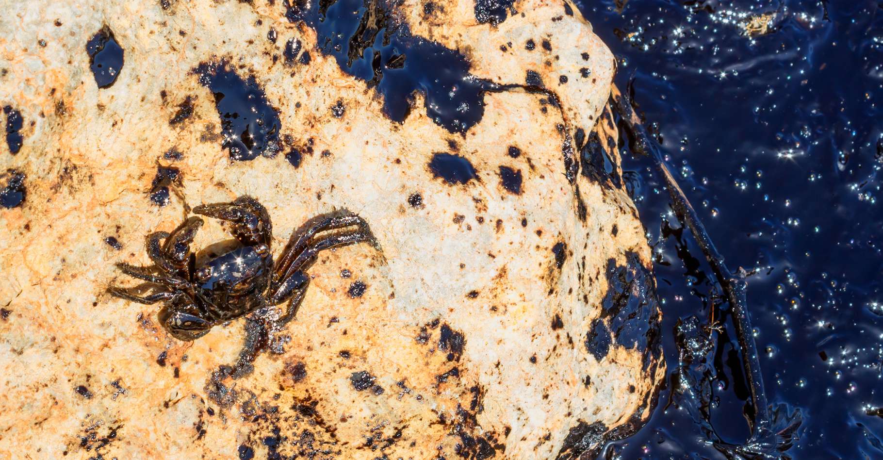 Définition | Marée noire