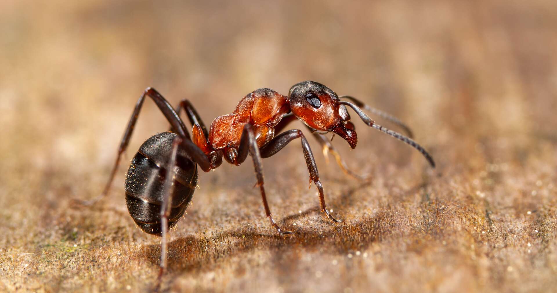 Ce que les fourmis révèlent aujourd’hui sur l’avenir des écosystèmes ...