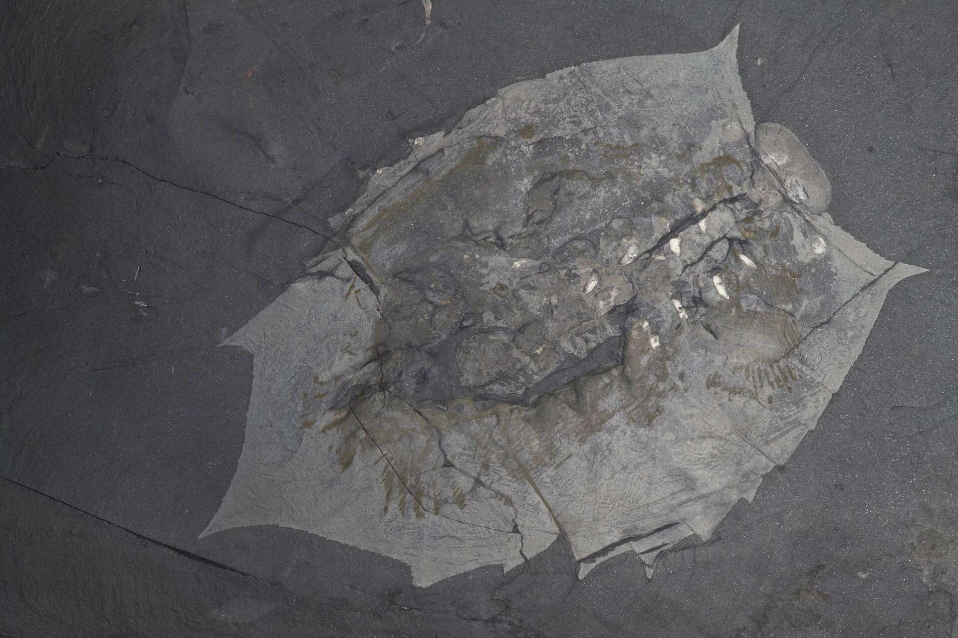 C’est inattendu : ce fossile de 500 millions d’années vient de réécrire ...