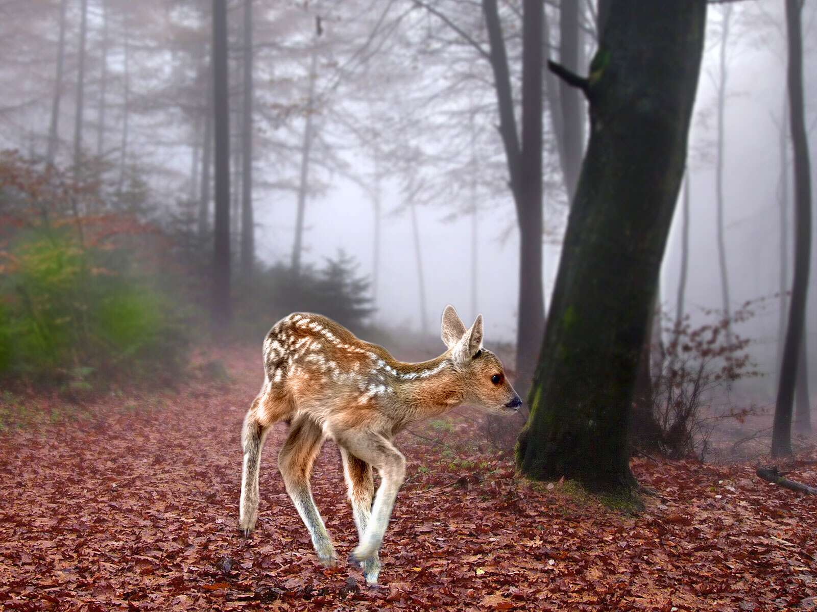 Faon dans la forêt d'automne