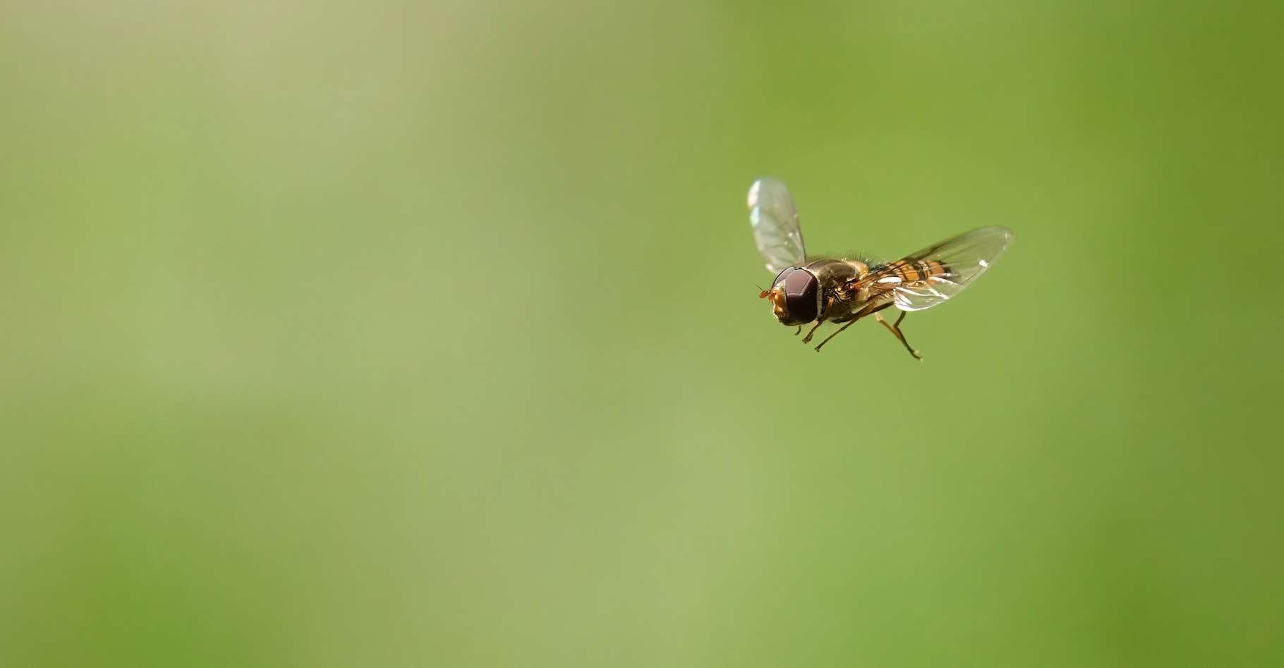 Des millions d’insectes passent par ce col étroit des Pyrénées chaque année