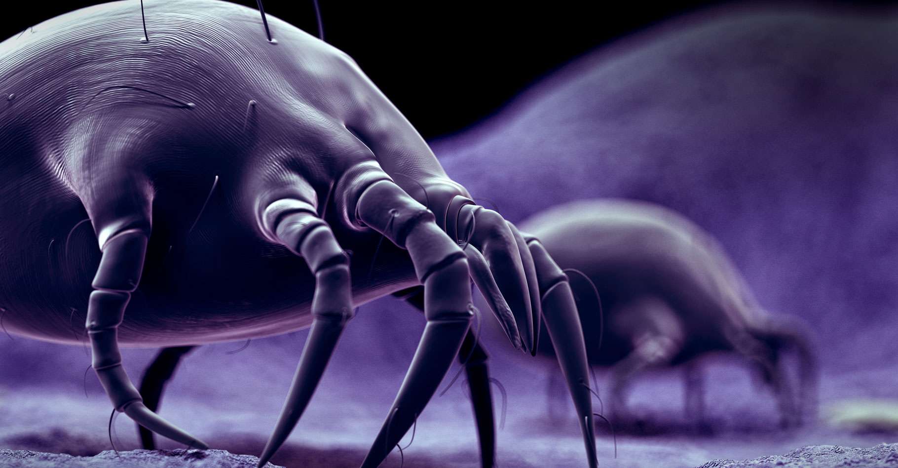 Les acariens, amateurs de grains humides | Dossier