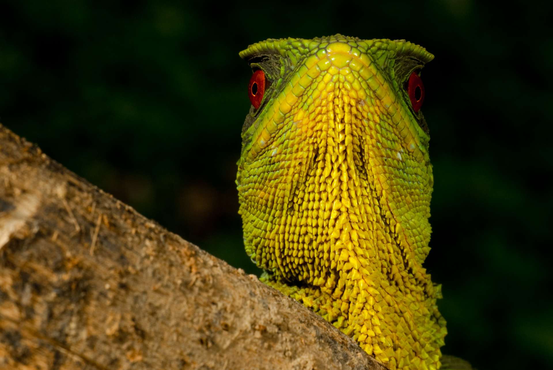 Découvrez la grenouille transparente, le micro gecko et la vipère géante