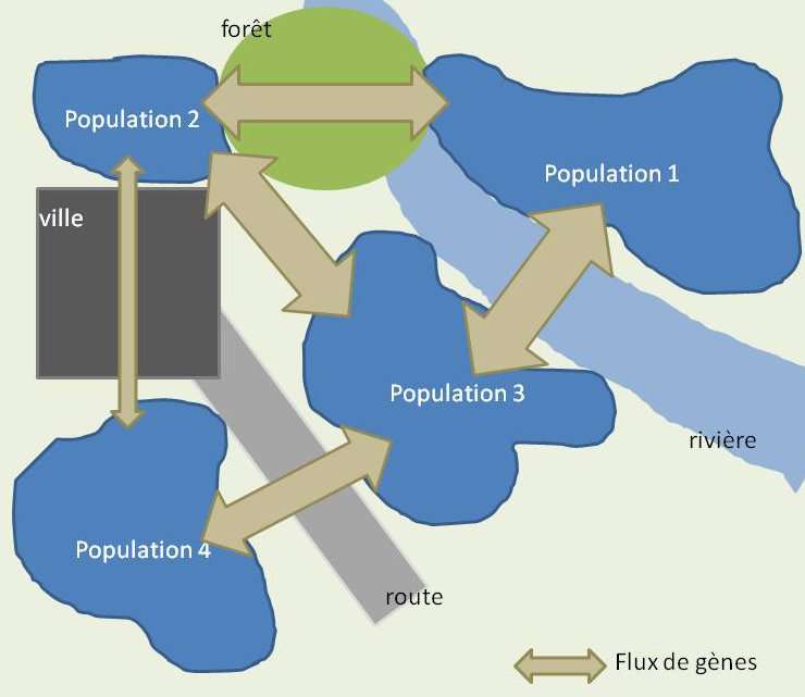 Définition | Métapopulation : Comprendre les dynamiques écologiques
