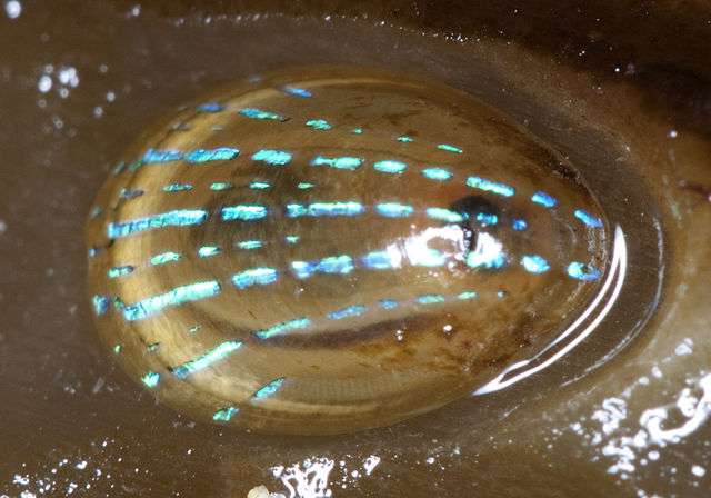 La coquille d'un mollusque pourrait inspirer la fabrication d’écrans ...