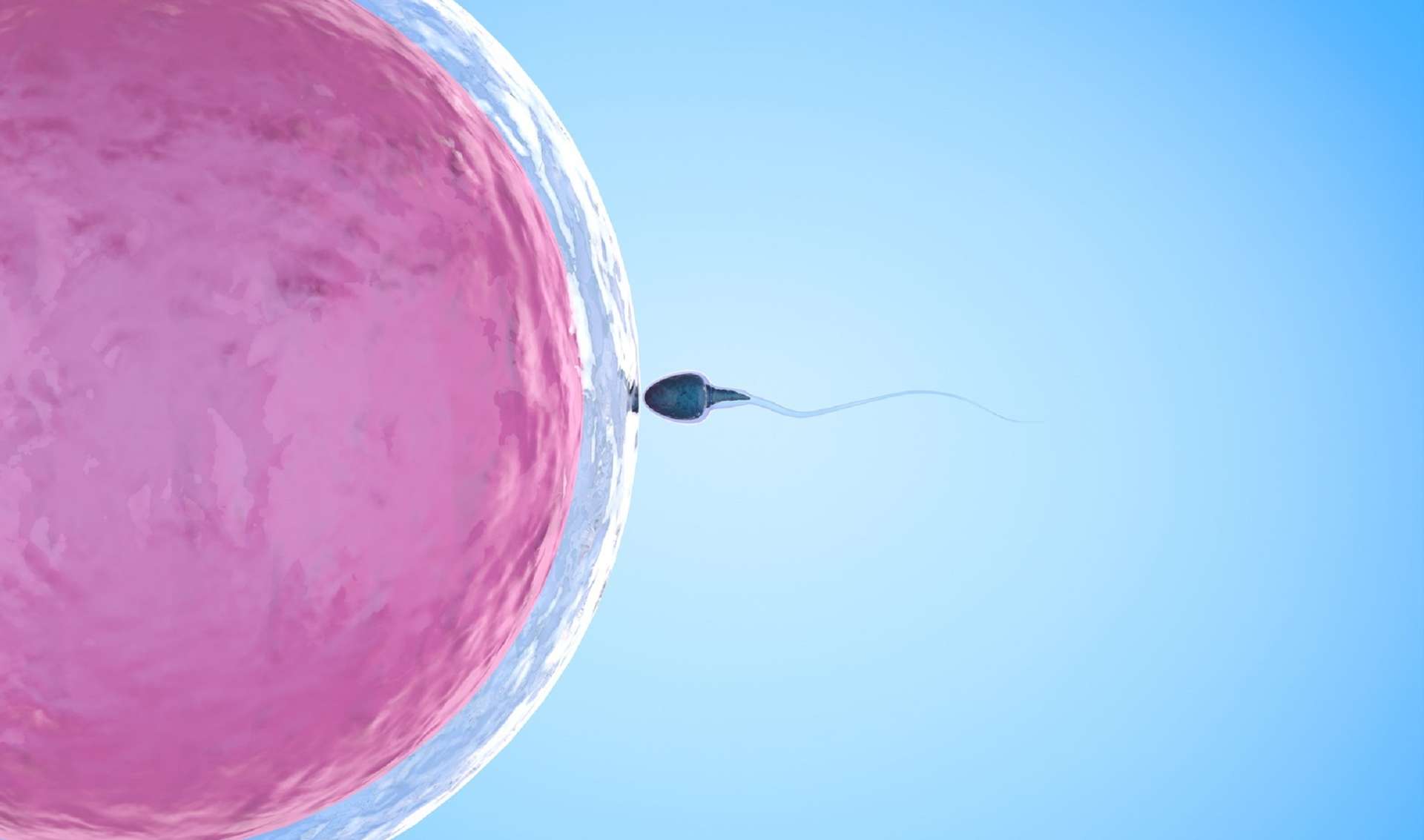 Définition | Le pronucléus : formation, rôle et impact sur l'embryon