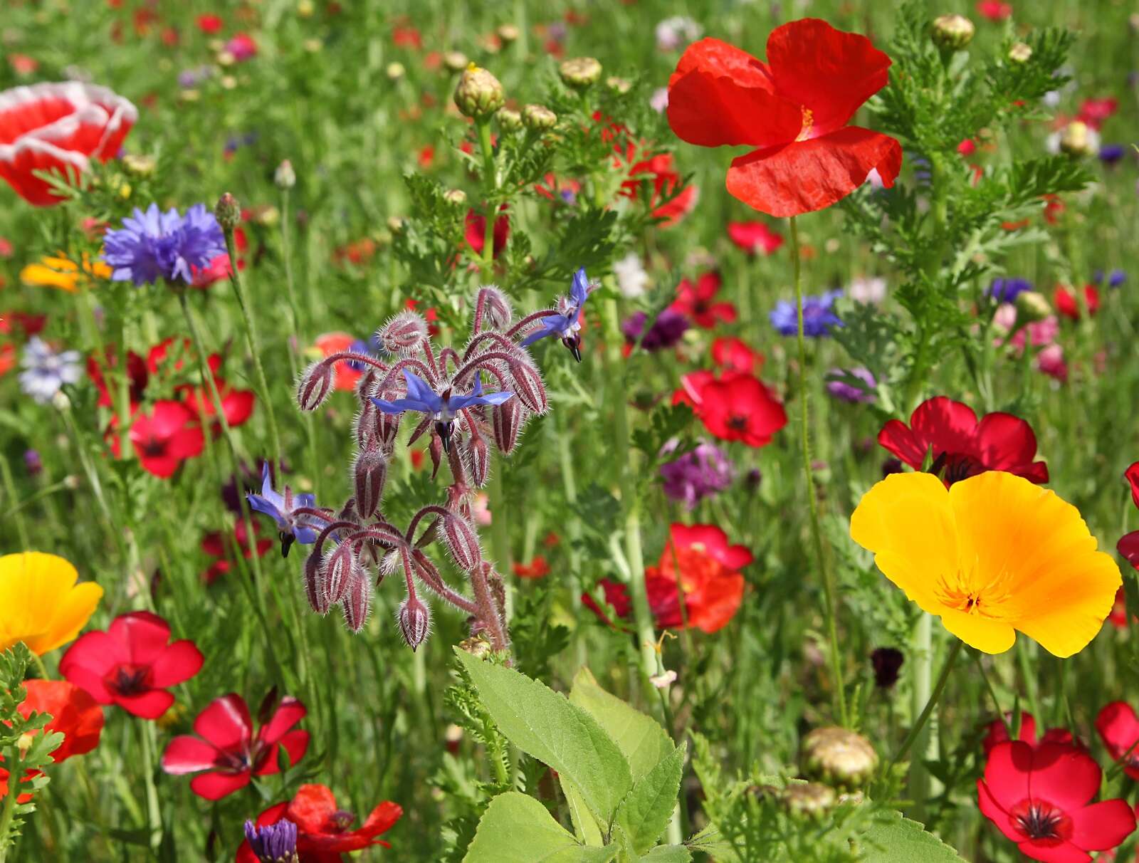 Comment créer une prairie fleurie