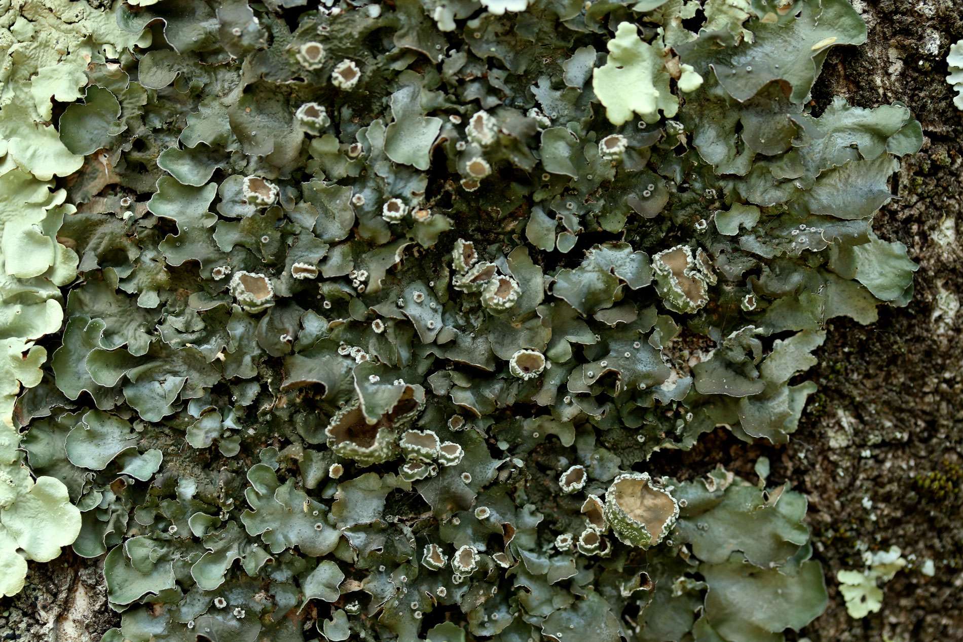 Pleurosticta acetabulum - Photos Futura