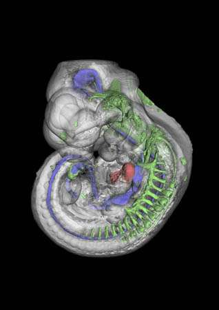 Définition | Ontogenèse - Ontogénie