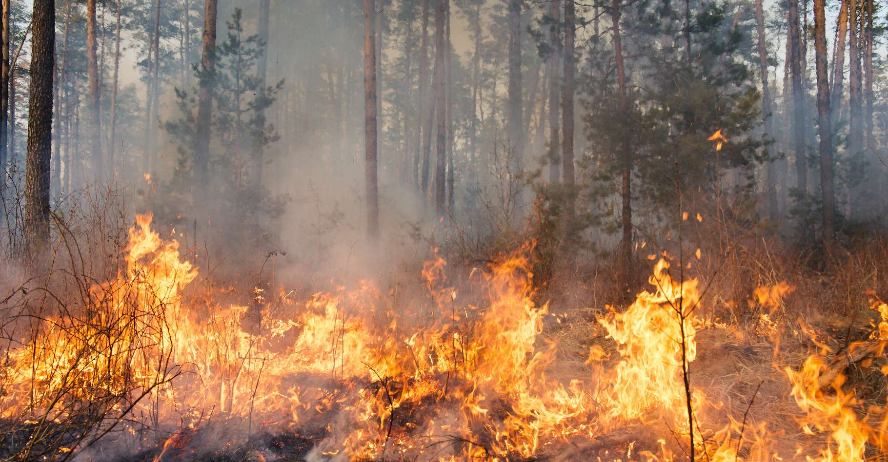 Feux de forêt : « Moins de surfaces brûlées. Mais pour combien de temps ...