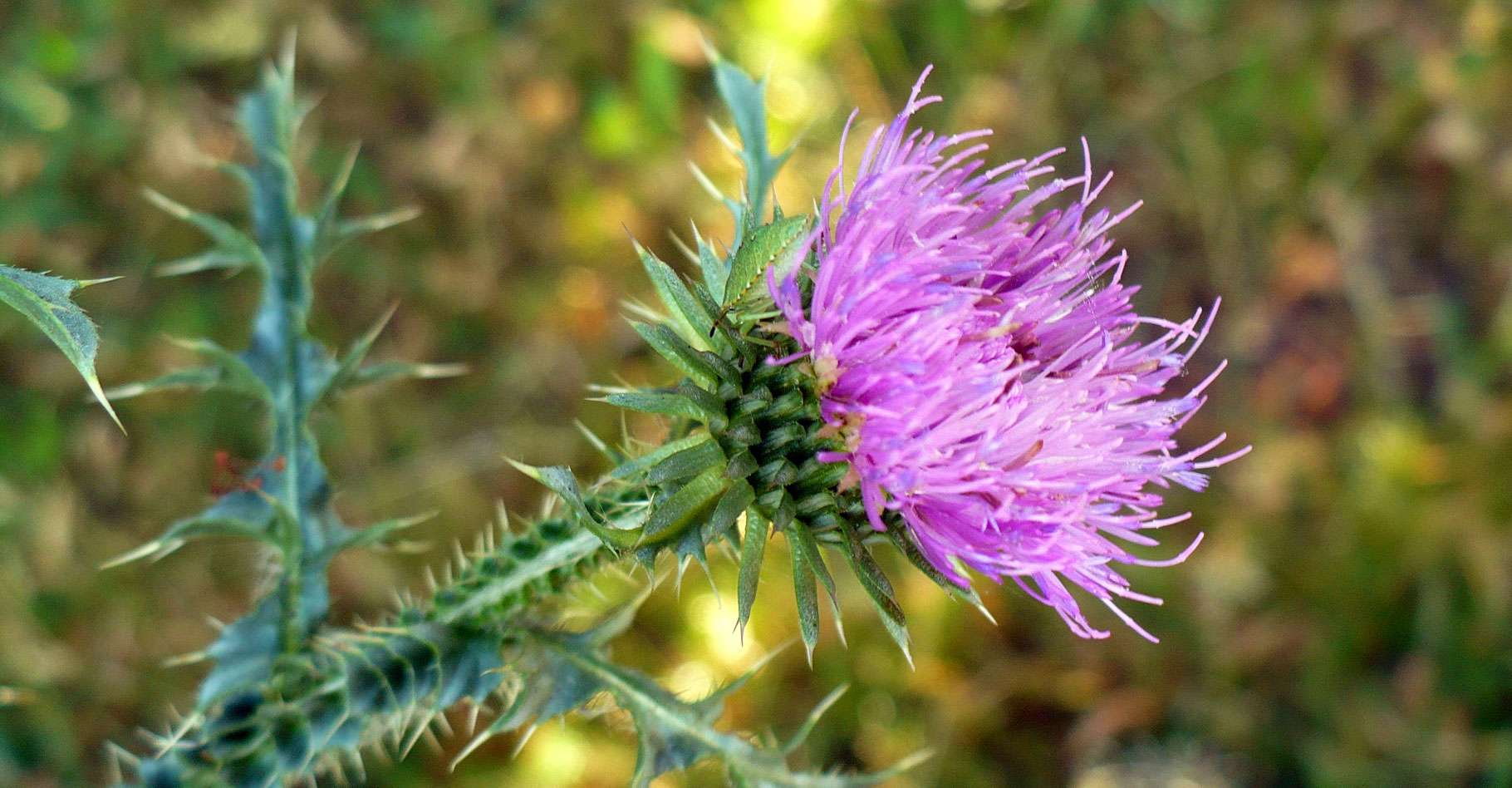 Les chardons, des plantes aux jolies fleurs | Dossier