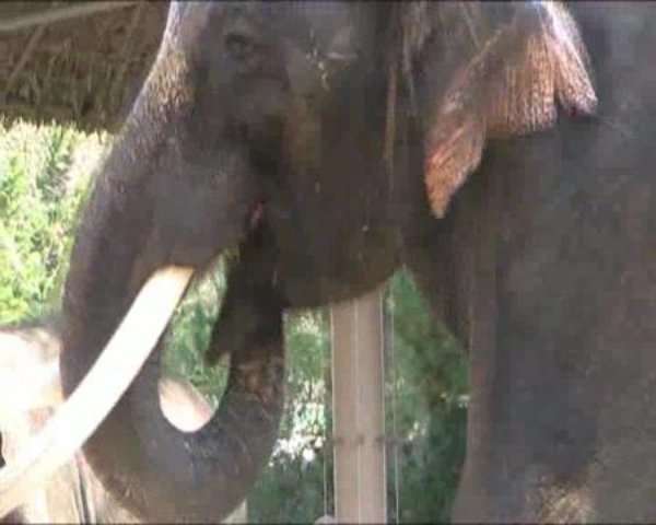 Koshik, l’éléphant parlant coréen