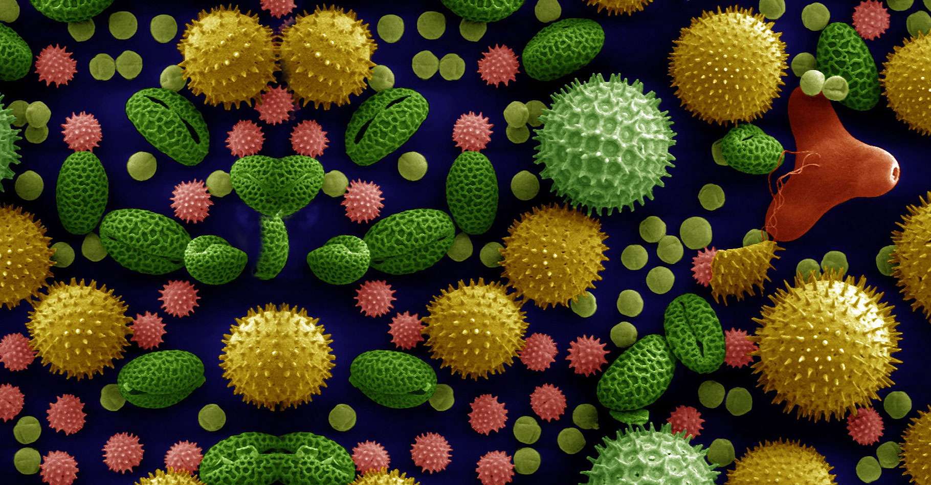 L'allergie au pollen, de janvier à octobre : arbres et graminées | Dossier