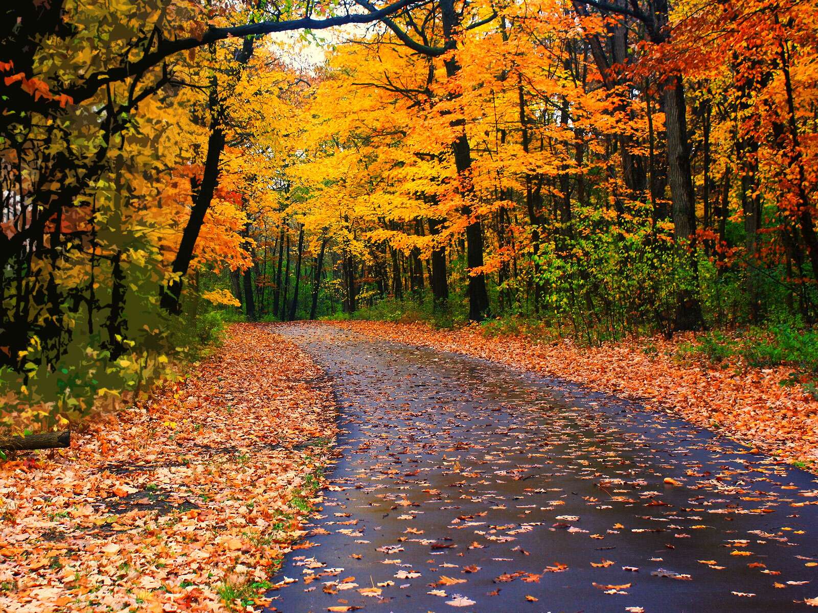 Or et marron l'automne - Fond d'écran et images gratuites