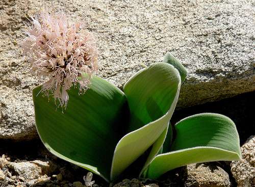 Définition | Plantes géophytes : caractéristiques, cycle de vie et rôle ...