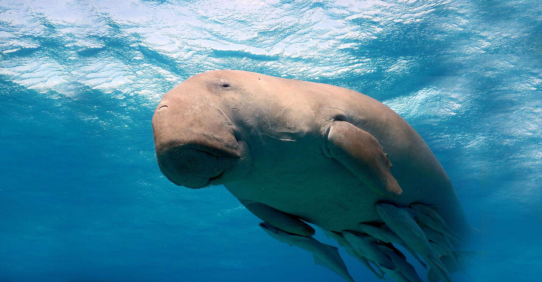 Les dugongs, animaux magiques, menacés d'extinction | Dossier
