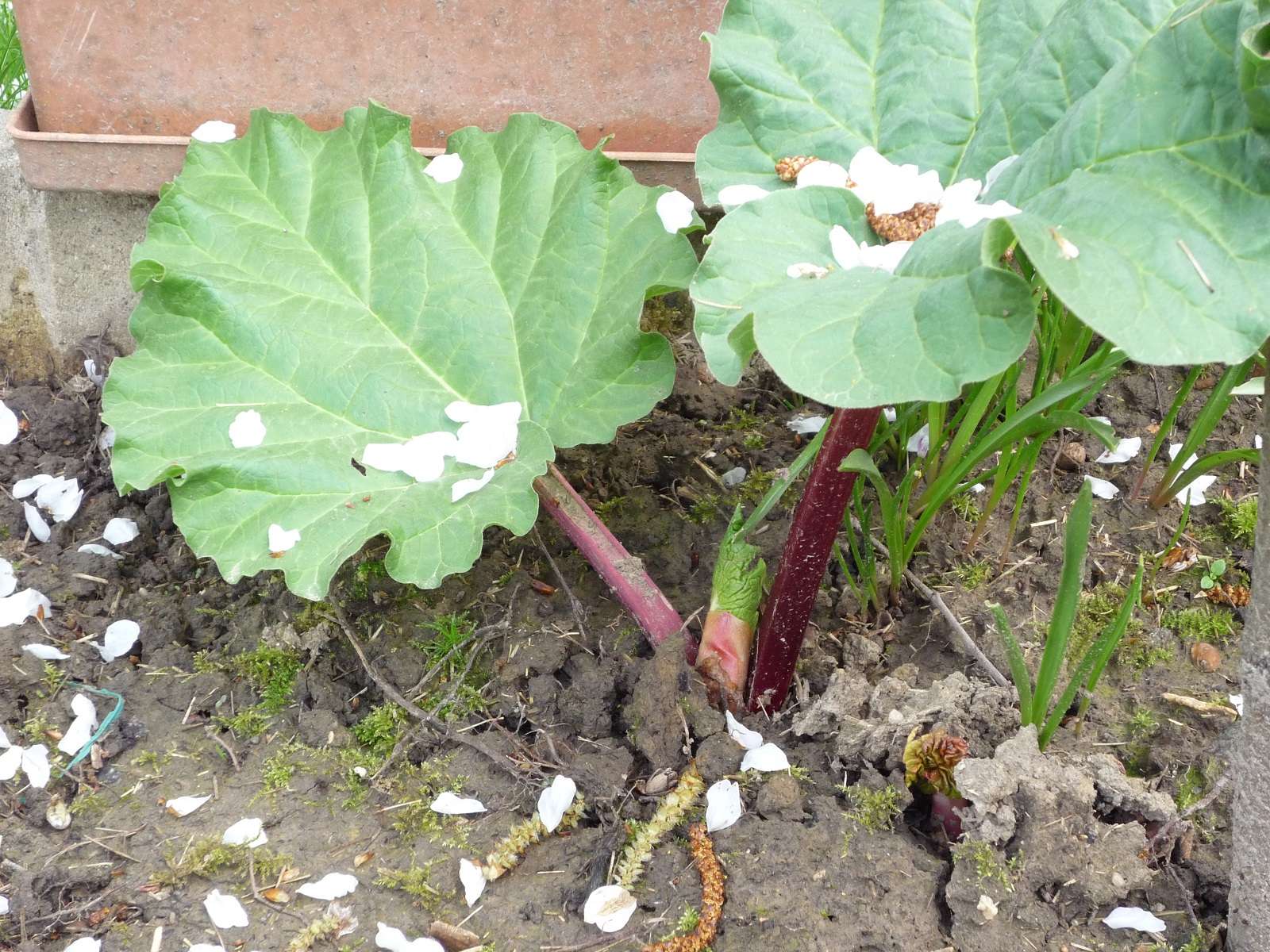 Définition | Rhubarbe