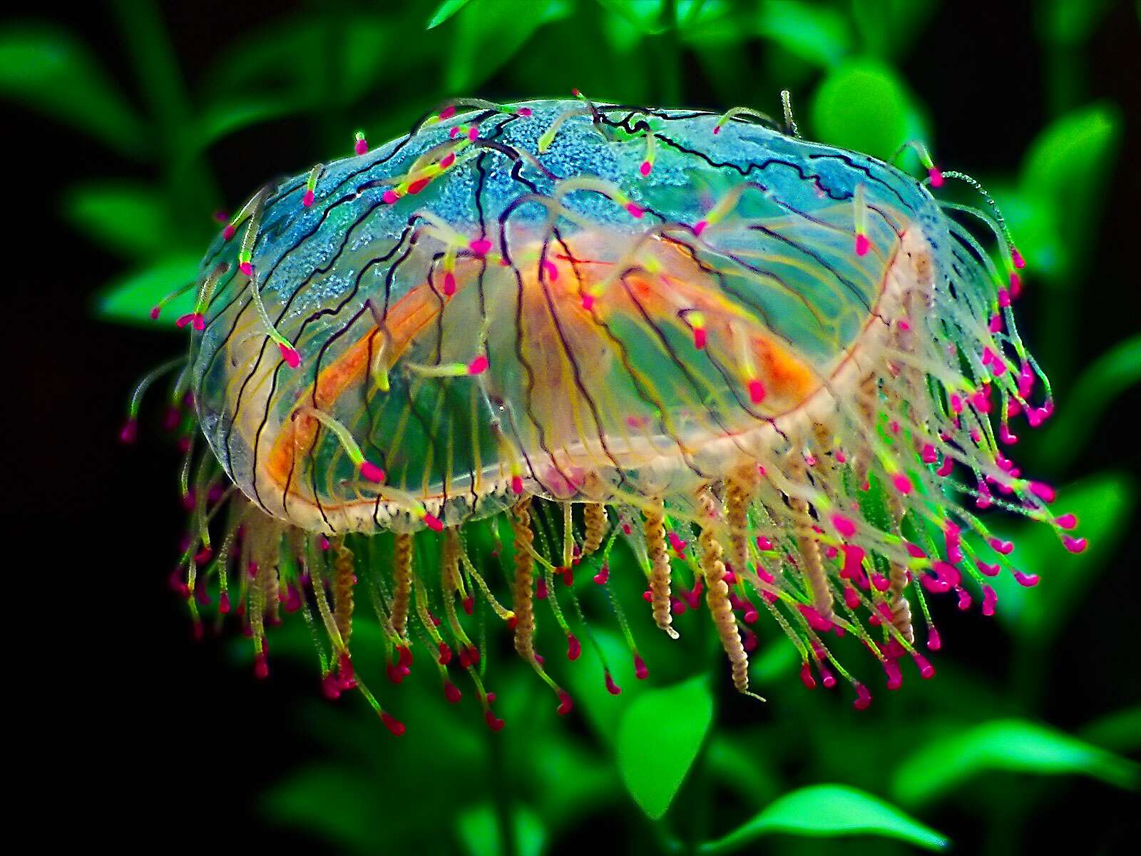 Méduse - Olindias formosa - Fond d'écran et images gratuites