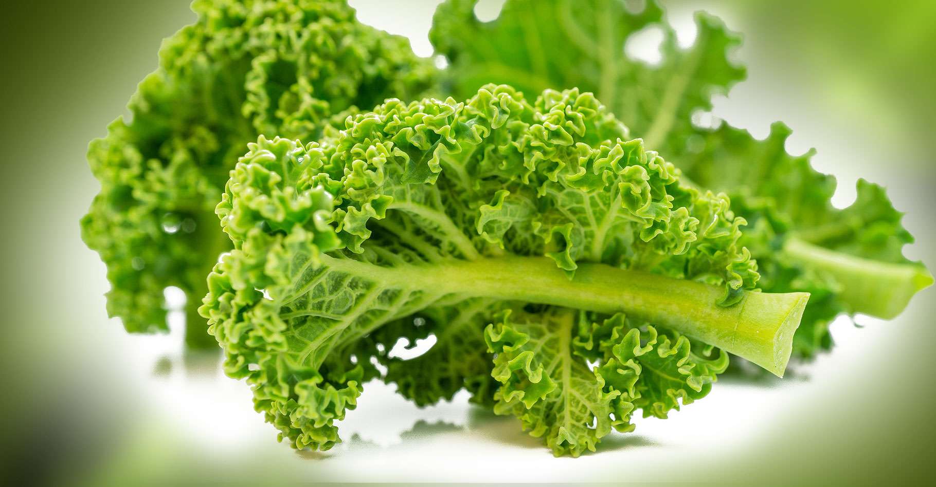 Le chou kale et ses propriétés | Dossier