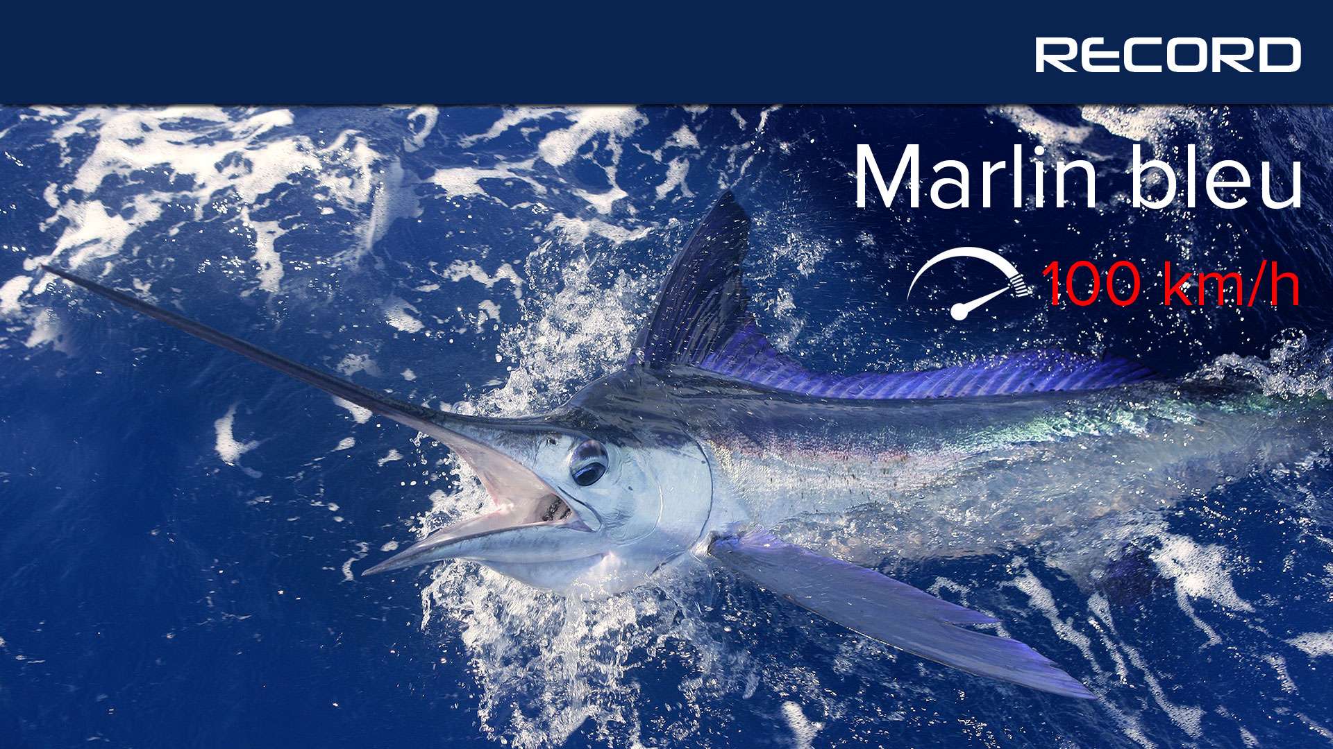 Le marlin bleu, le sprinteur des océans - Photos Futura
