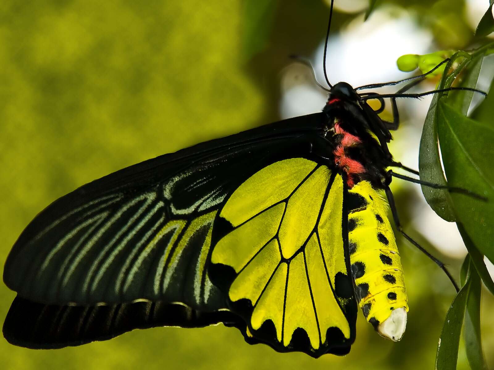 Troides aeacus - Bangkok - Fond d'écran et images gratuites