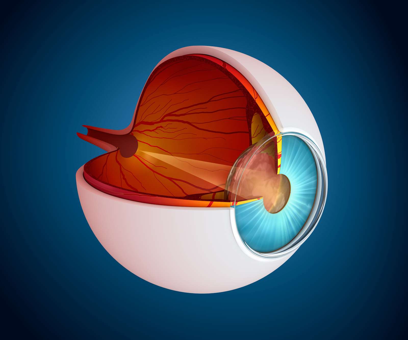 Définition | Macula