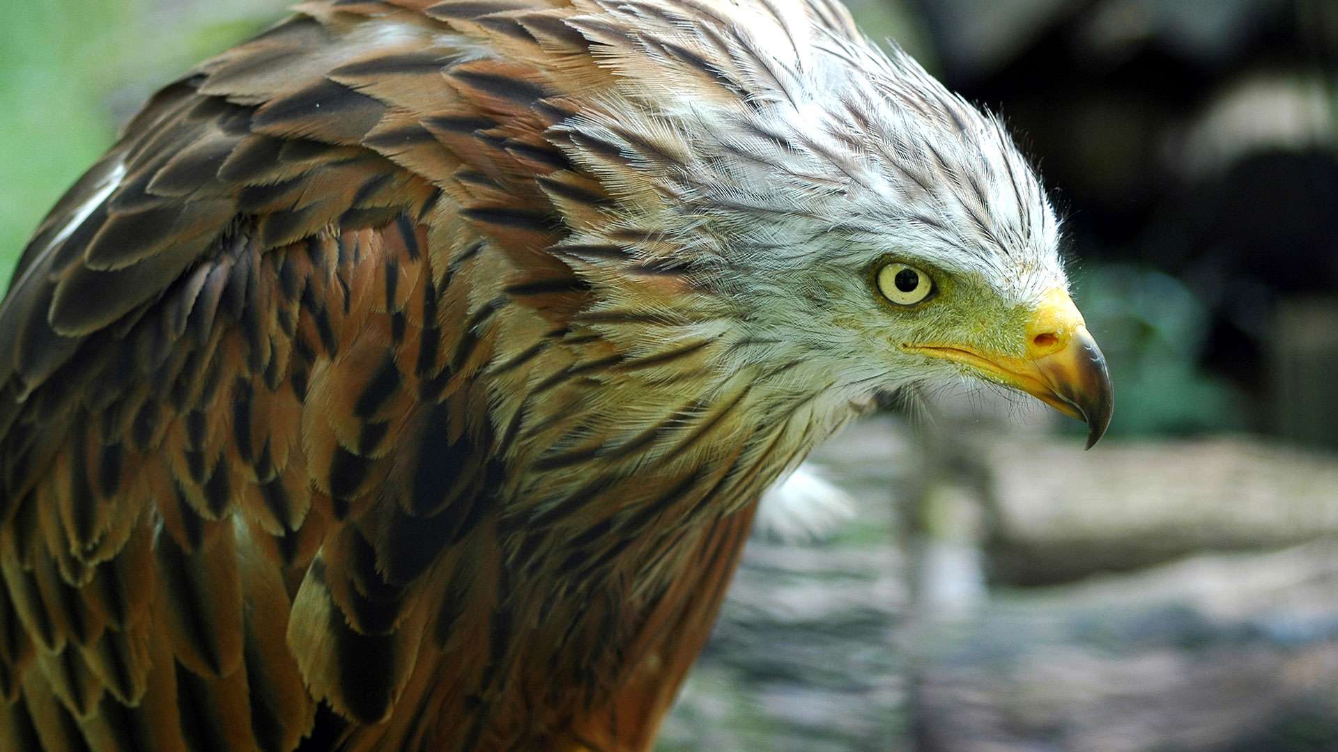 Le milan royal, un rapace charognard - Photos Futura