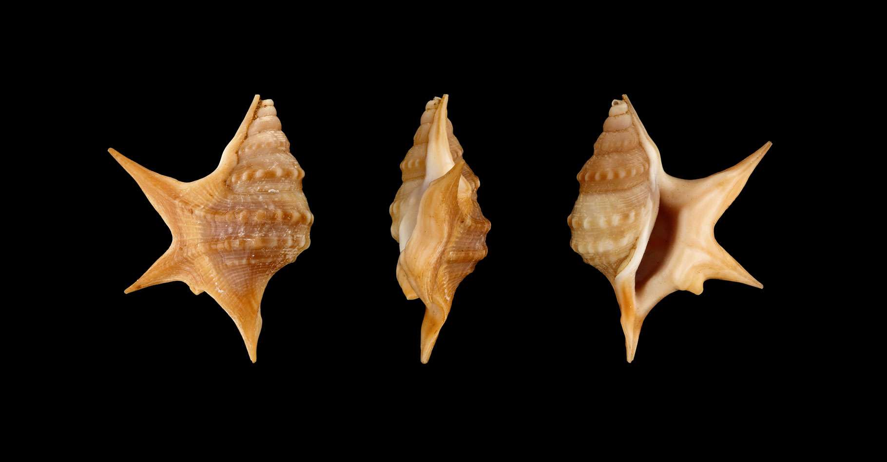 La protection par la morphologie de la coquille | Dossier