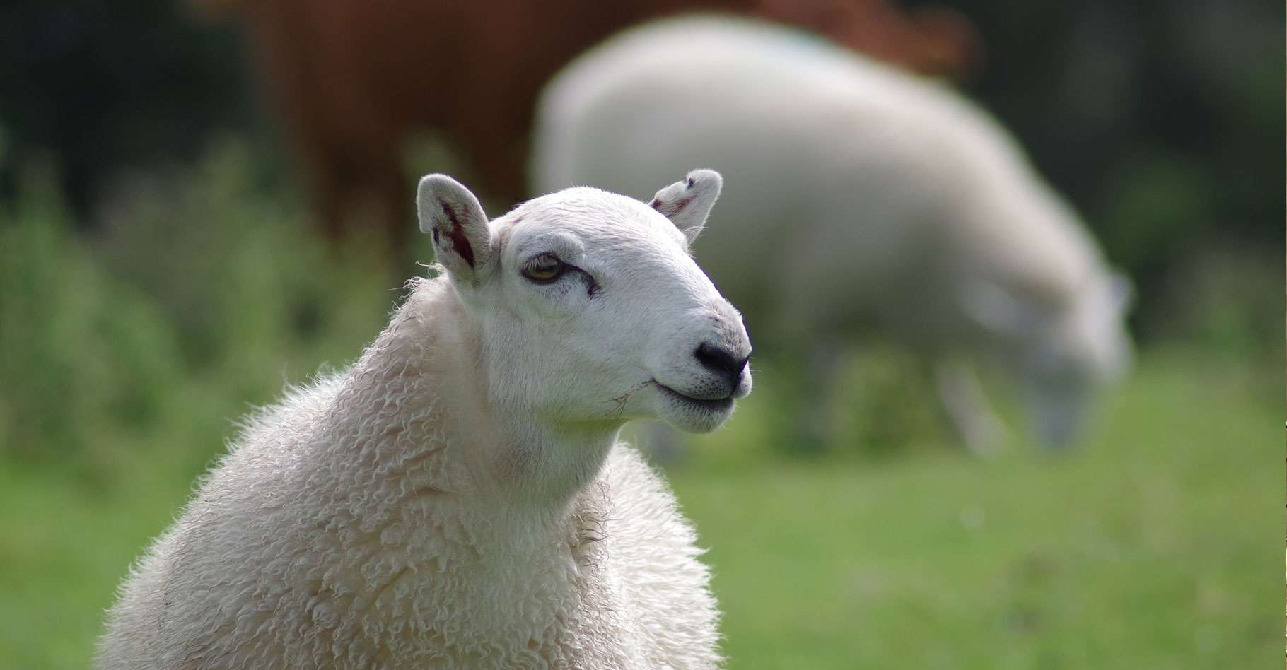 Comment est perçu le clonage humain ? | Dossier