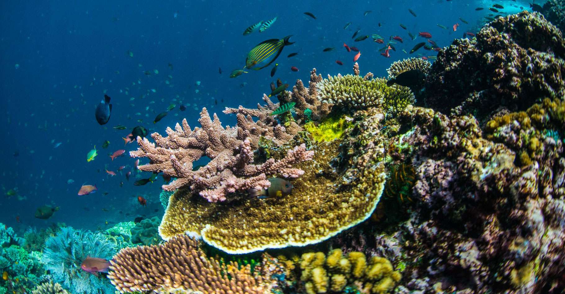 Les récifs coralliens, une barrière naturelle | Dossier