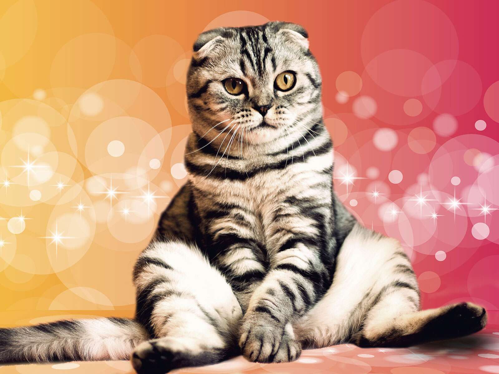 Chat Scottish Fold d’une grande la vivacité, est agile et robuste ...