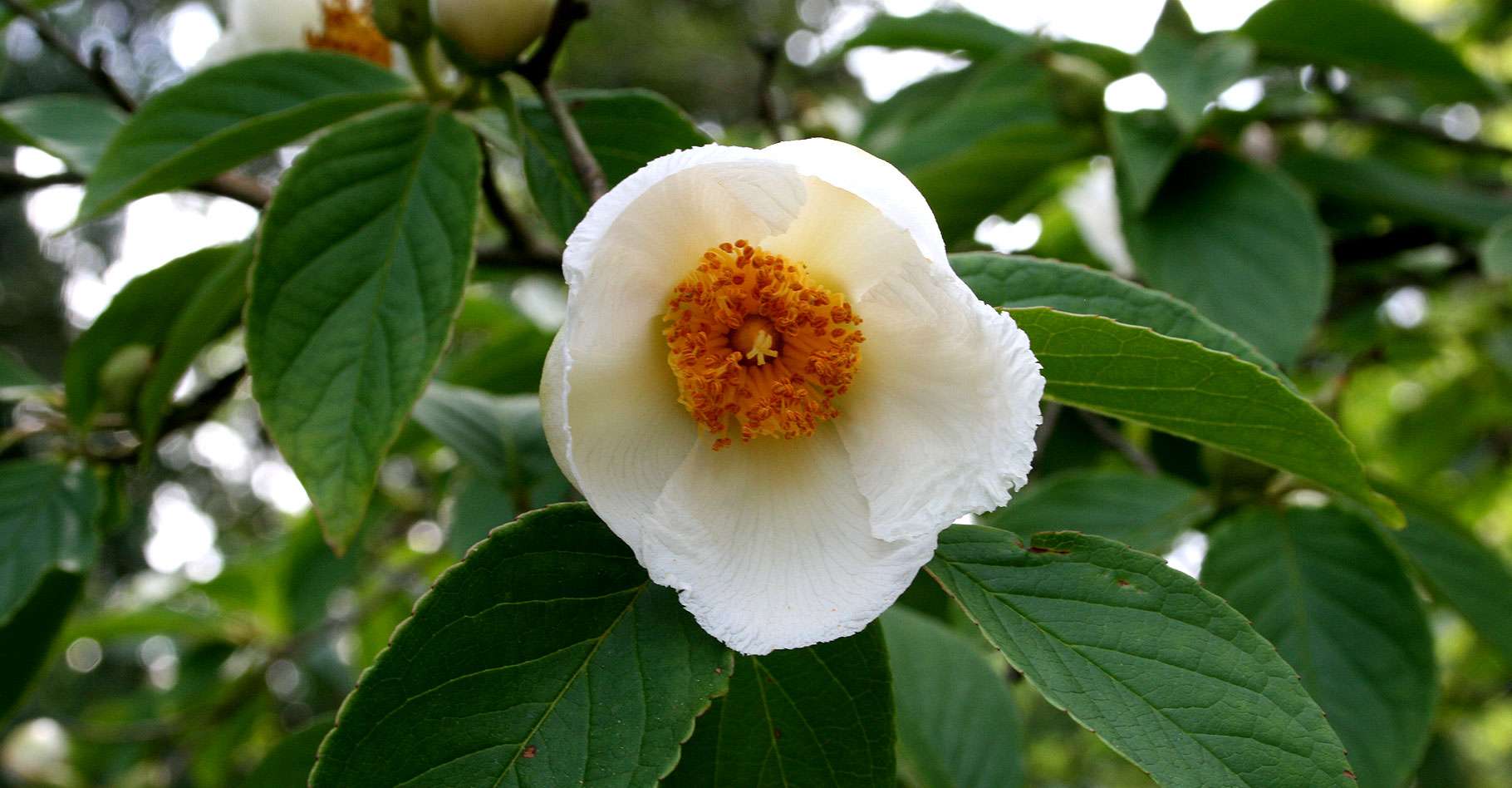Stewartia pseudocamellia ou stewartia : culture et entretien | Dossier